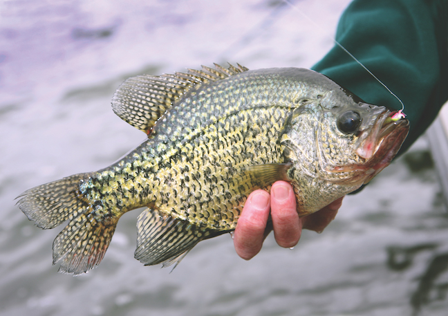 Rocky Mountain Camp Getaways - Game & Fish