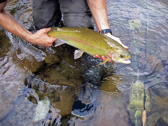 West Virginia Trout Streams