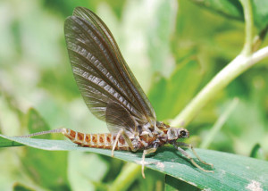 Fly Fishing the Hendrickson Hatch
