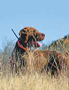 A Pudelpointer On Parade