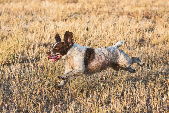 Dog Exercise: What You Need to Know