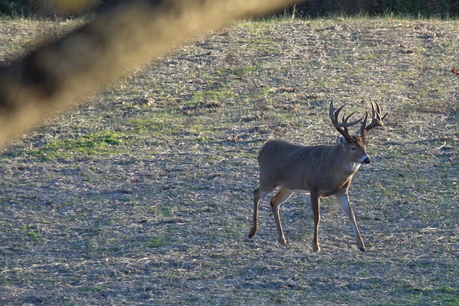 Illinois Rut Provides Buck of a Lifetime