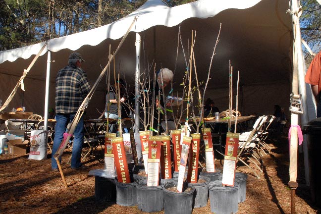 Using Chestnut Trees and Other Mast Crops to Create Deer Mag