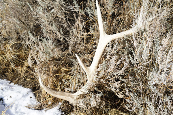 4 Veteran Tricks for Hunting Elk Sheds