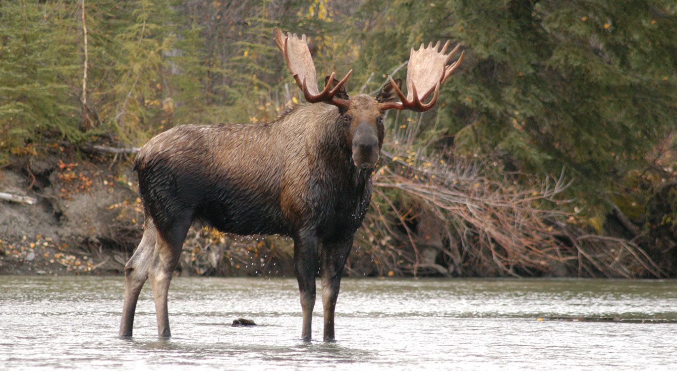 Moose