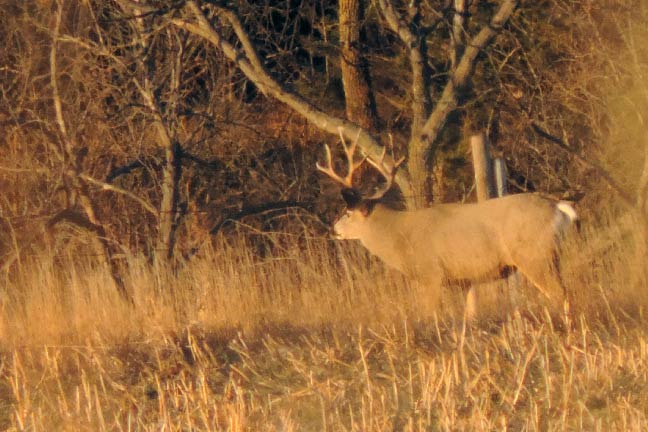 Mule Deer Photos Before and After