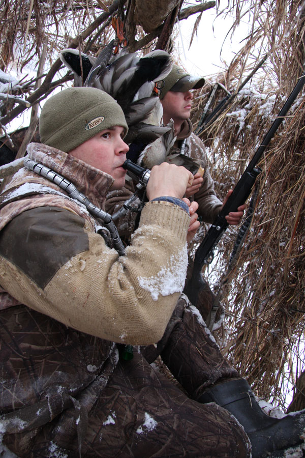 Why Geese Make the Best Duck Decoys