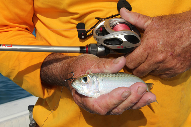 Light Tackle Kingfishing - Florida Sportsman