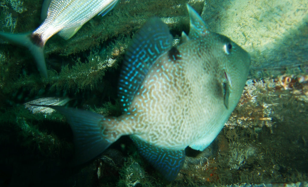 Tips on How to Catch Triggerfish: Best Bait, Tactics, Locati - Florida ...