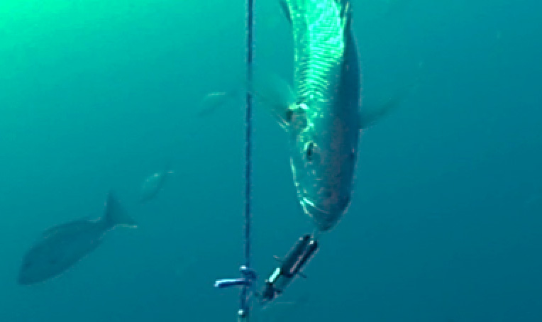 Reduce Fatality of Barotrauma - Florida Sportsman