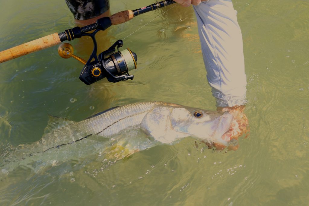 Sight Fishing for Snook in the Surf: Best Conditions, Times, - Florida ...