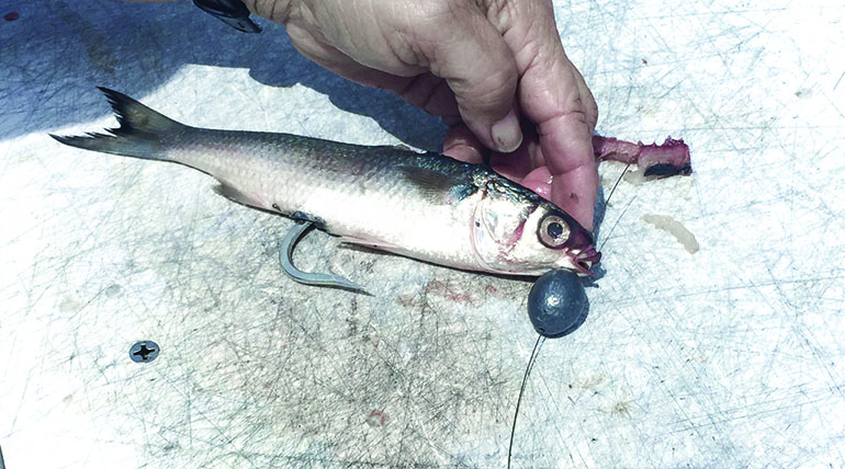How To Rig a Mullet for Trolling - Florida Sportsman