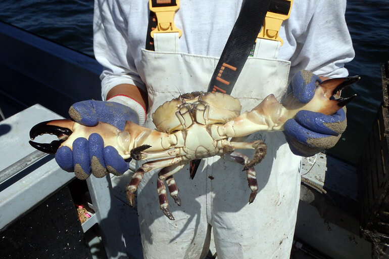 New Stone Crab Regulations Florida Sportsman