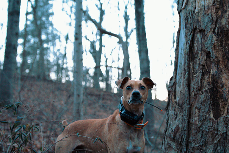 Best Dog Breed For Squirrel Hunting Florida Sportsman