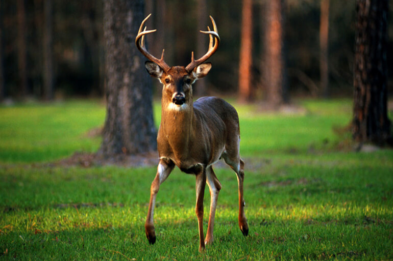 How to Hunt Whitetail Deer in Each Phase of the Rut - Florida Sportsman