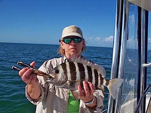 Sheepshead - Florida Sportsman
