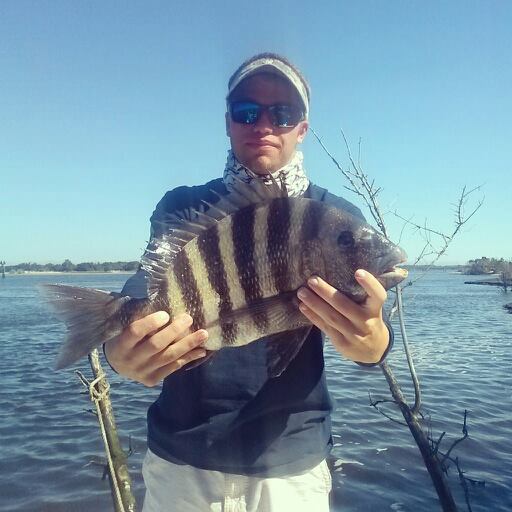 Sheepshead - Florida Sportsman