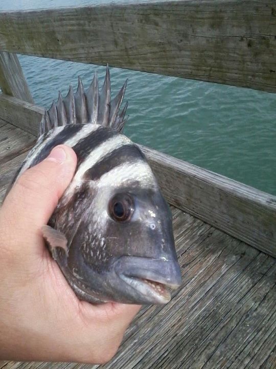 Sheepshead - Florida Sportsman