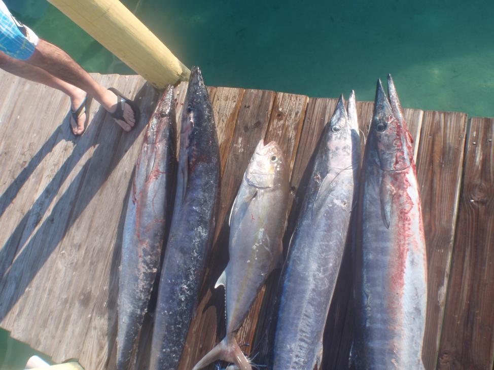 Wahoo - Florida Sportsman