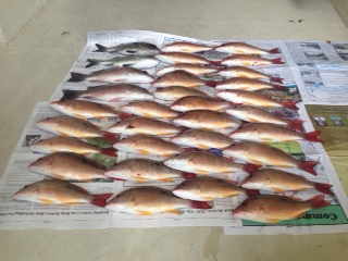 Lane Snapper - Florida Sportsman