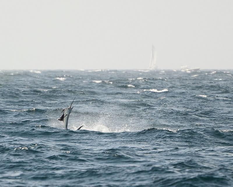 Sailfish - Florida Sportsman