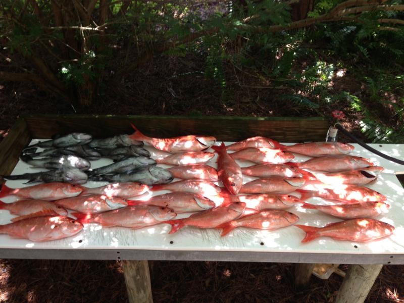 Vermilion Snapper - Florida Sportsman