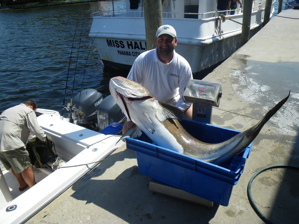 Cobia - Florida Sportsman