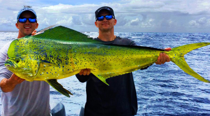 Dolphin - Florida Sportsman