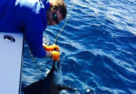 Sailfish - Florida Sportsman