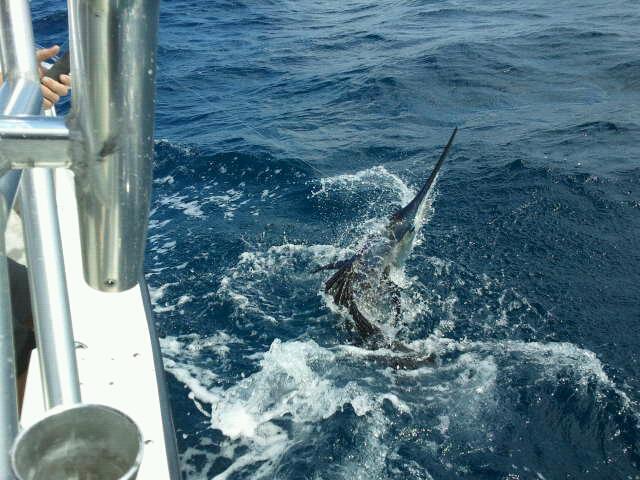 Sailfish - Florida Sportsman