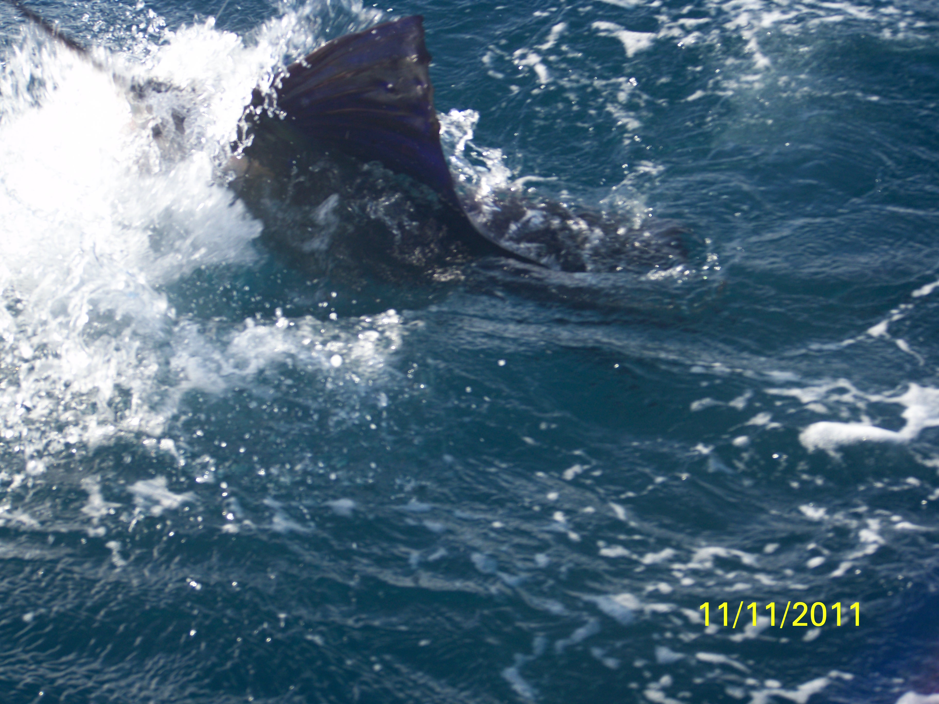 Sailfish - Florida Sportsman