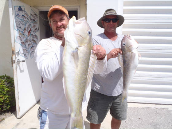 Golden Tilefish - Florida Sportsman