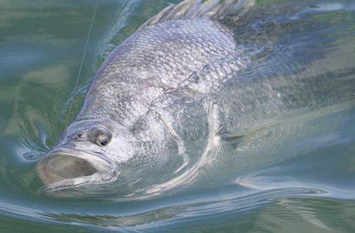 Tripletail - Florida Sportsman